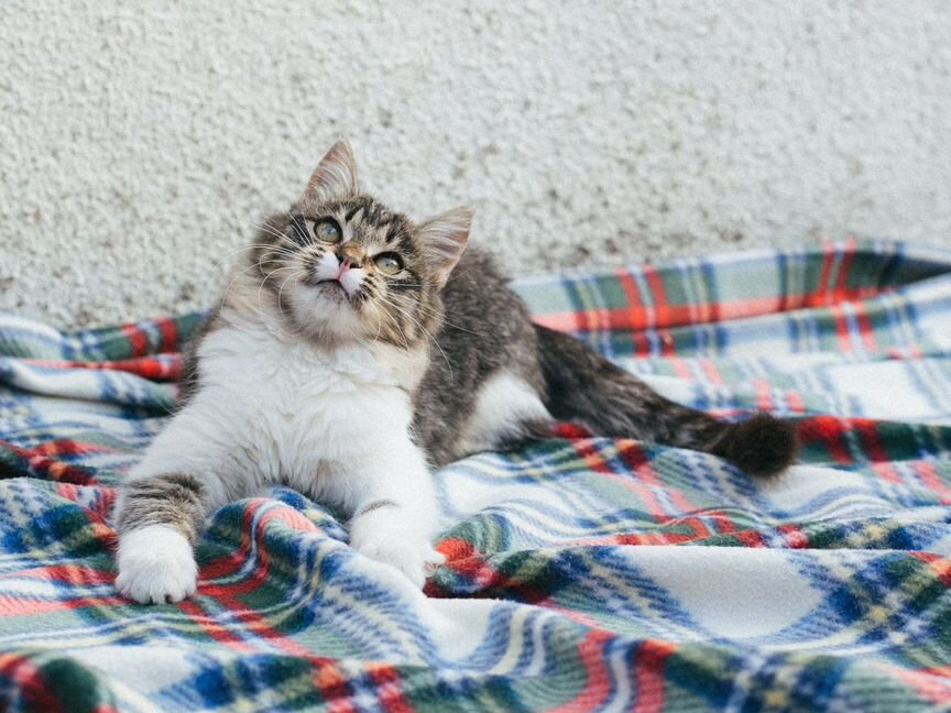 Котёнок бесплатно