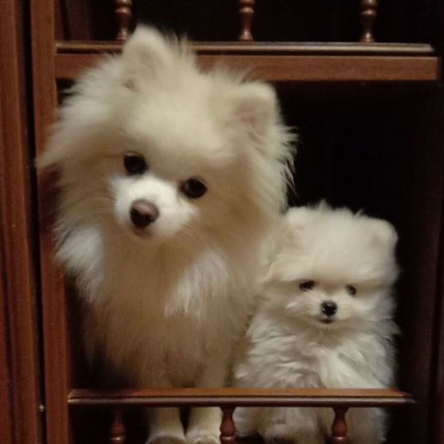 Взрослая девочка шпиц белая