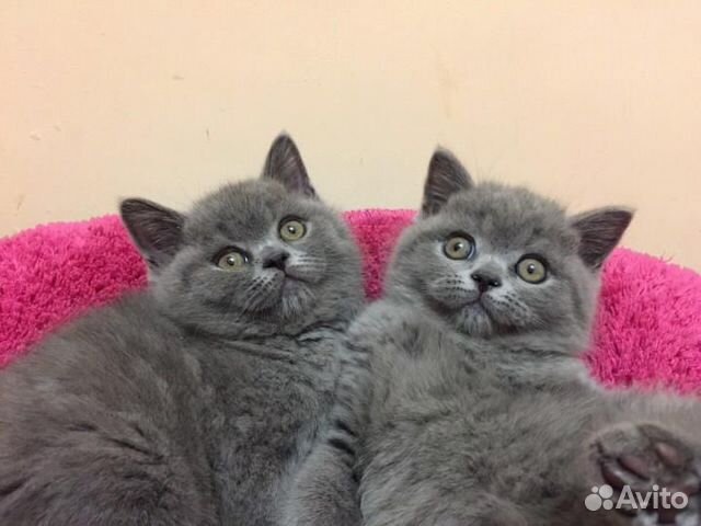 Британские котята