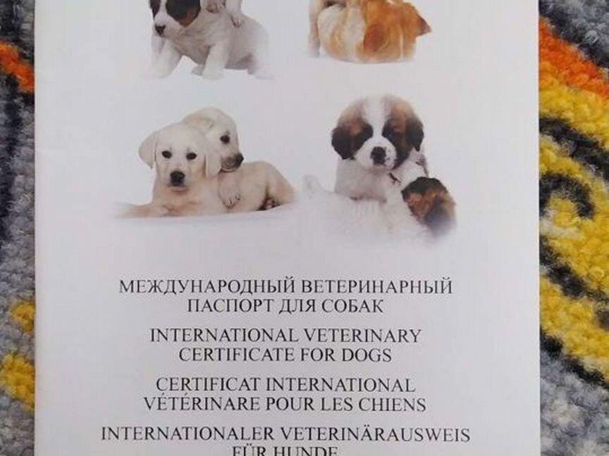 Международный ветеринарный паспорт для собак