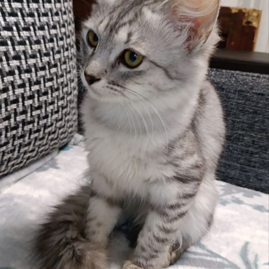 Котенок в добрые руки