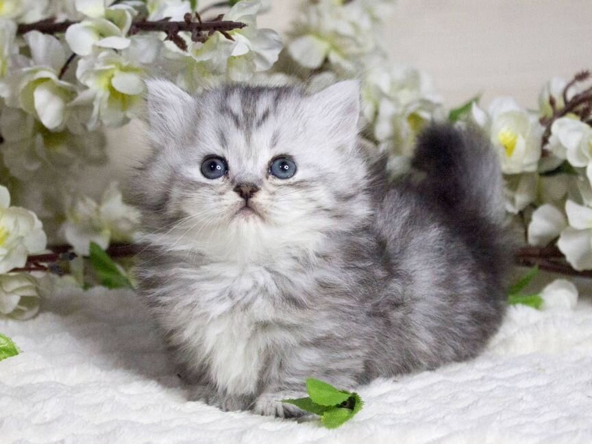 Котята манчкин