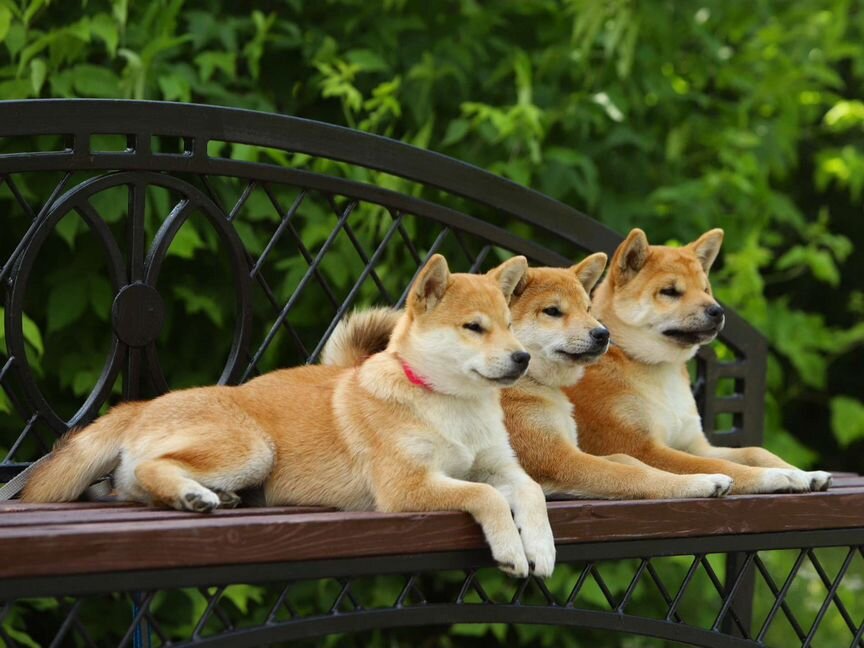 Щенки шиба-ину