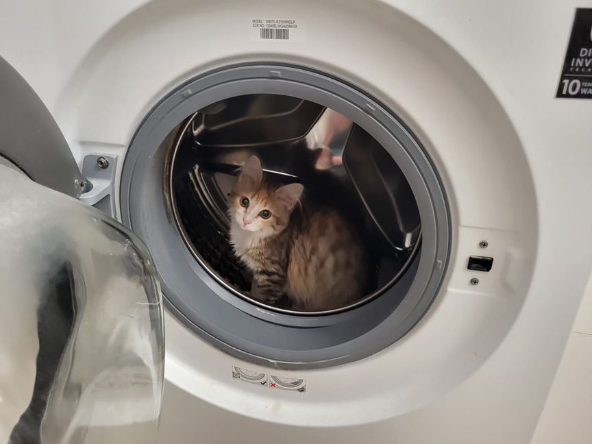 Отдам в добрые руки чудесного котенка-девочку