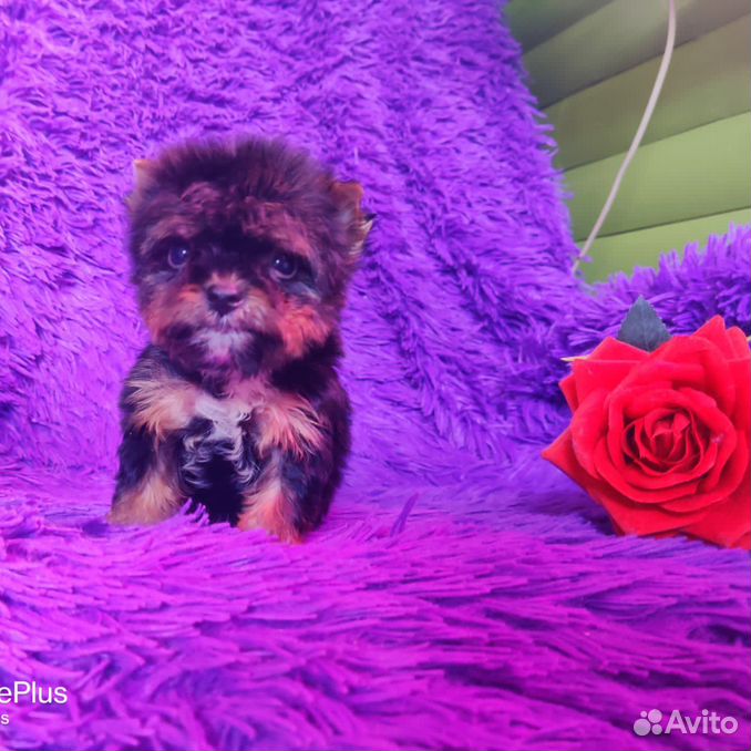 Микро мальчик, бебифейс, доставка