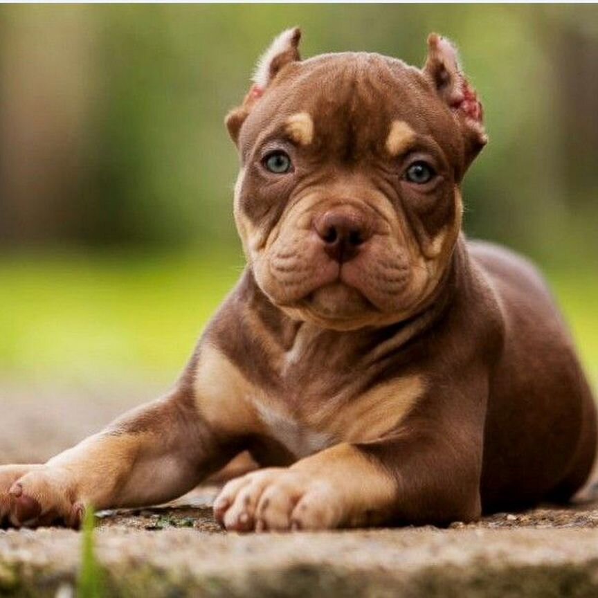 Щенки Американского Булли