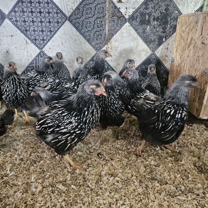 Цыплята кур мясо яичный пород виандот