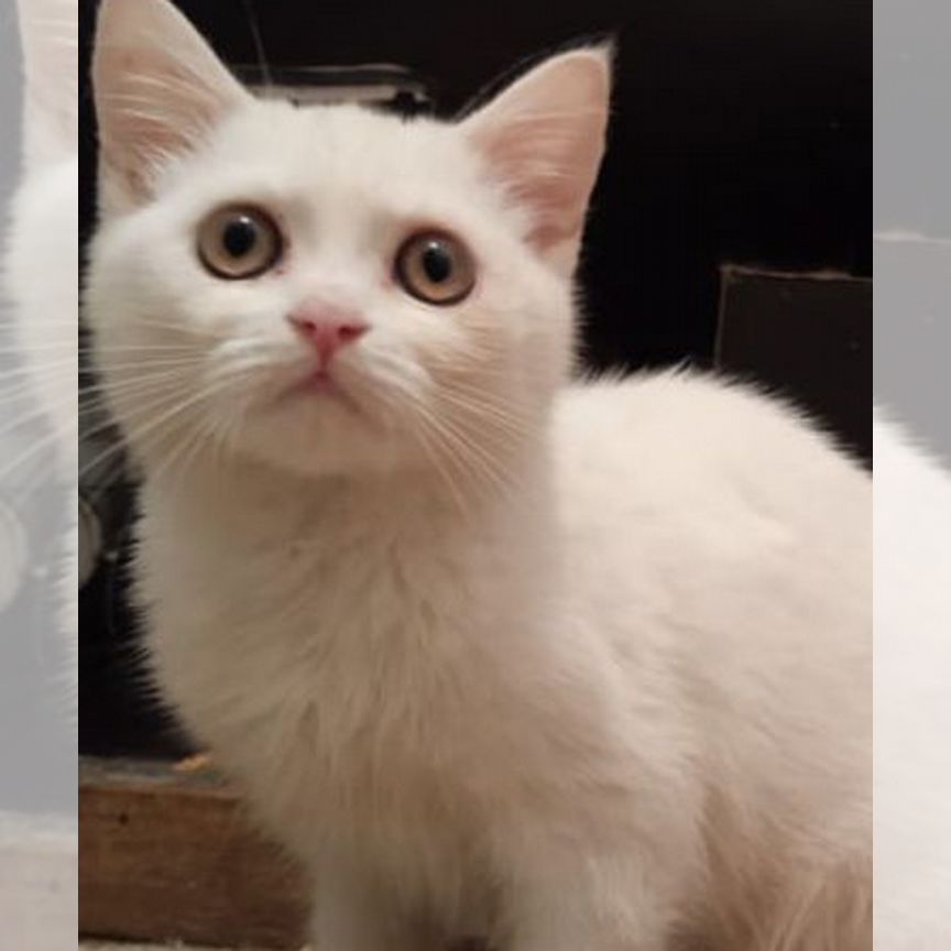 Белые котята