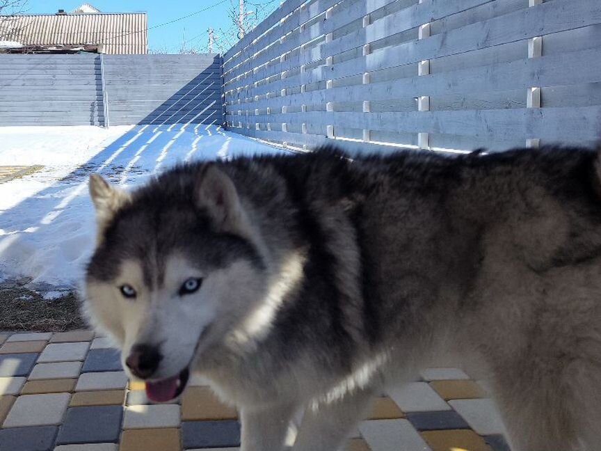 Найдена собака хаски