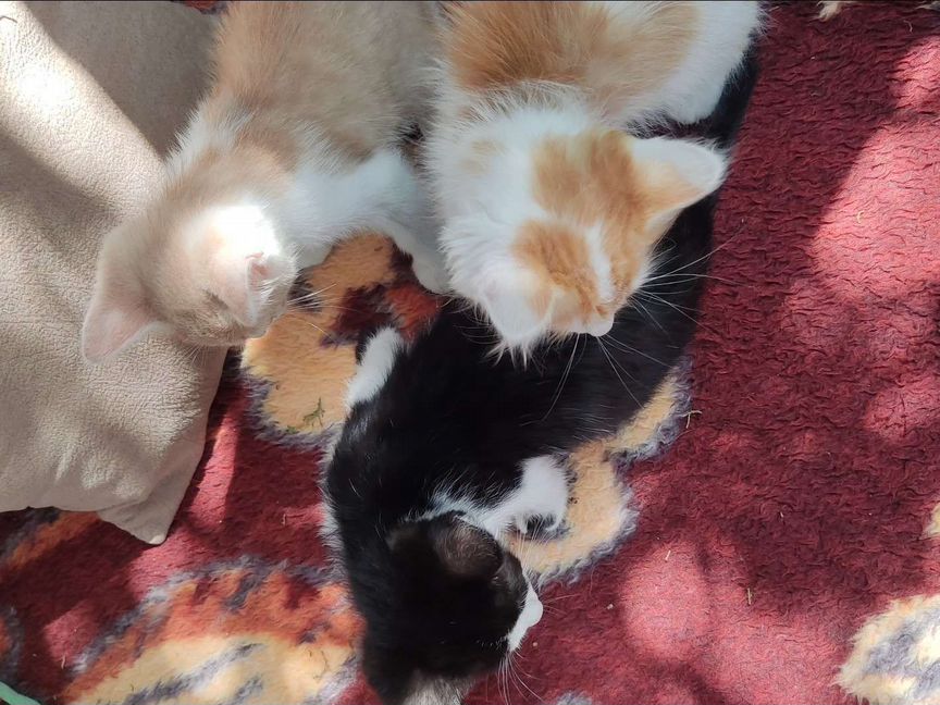 Котята 2 месяца. В активном поиске своей семьи