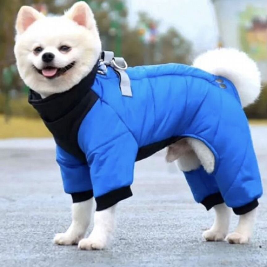 Одежда для собак