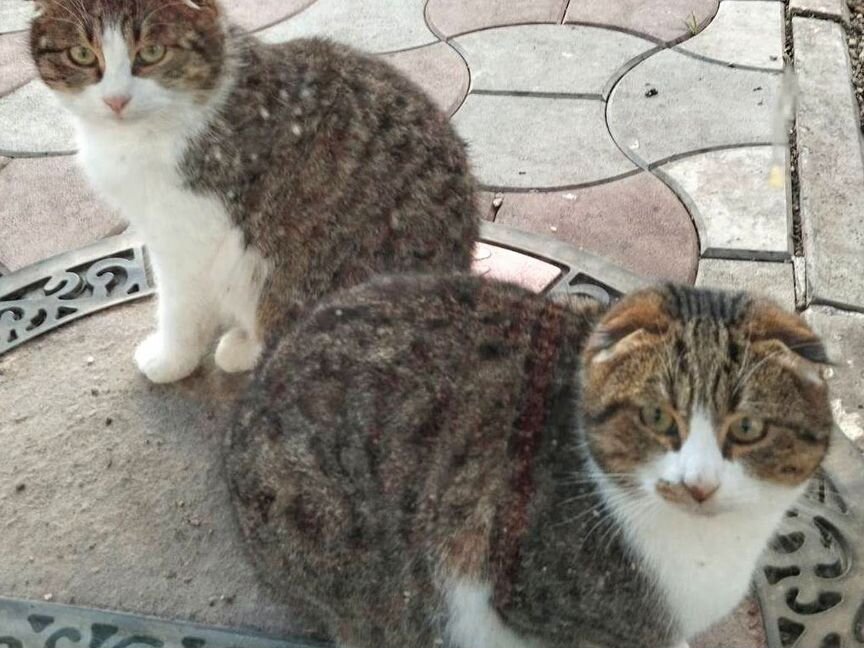 Вислоухие котята живут на улице брошенные хозяином