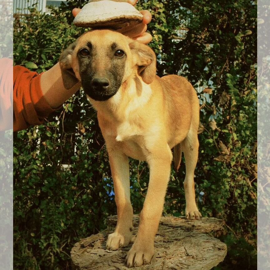 Щенок в добрые руки