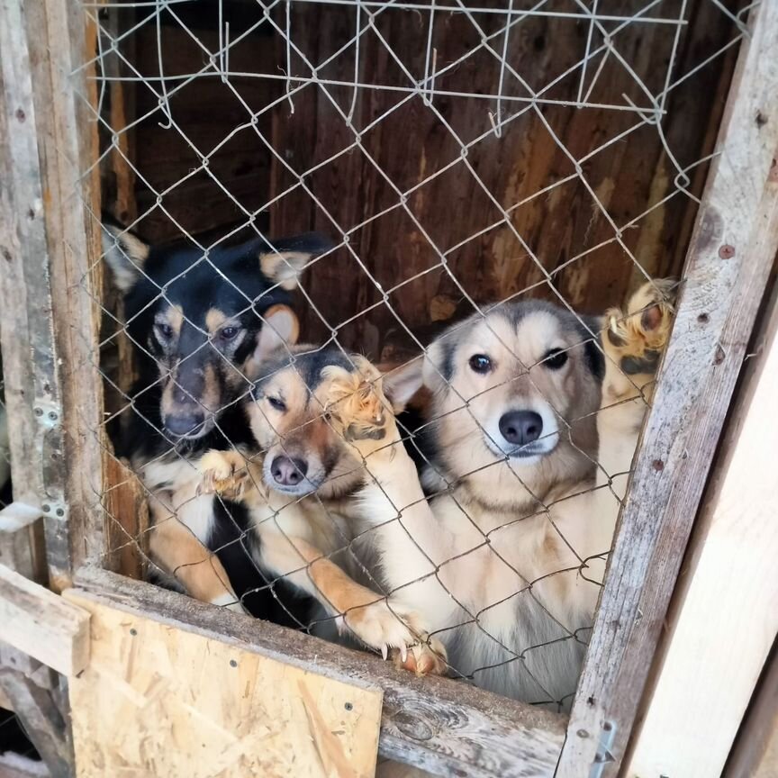 Взрослый пёс в добрые руки