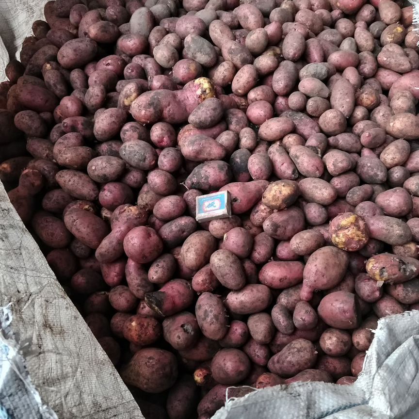 Продам картофель на корм скоту