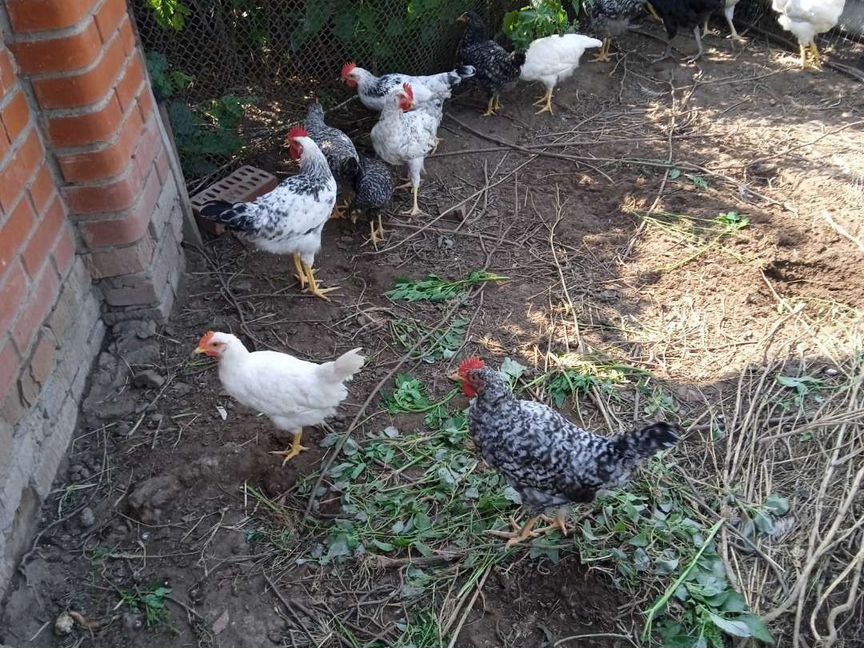 Курицы несушки молодки