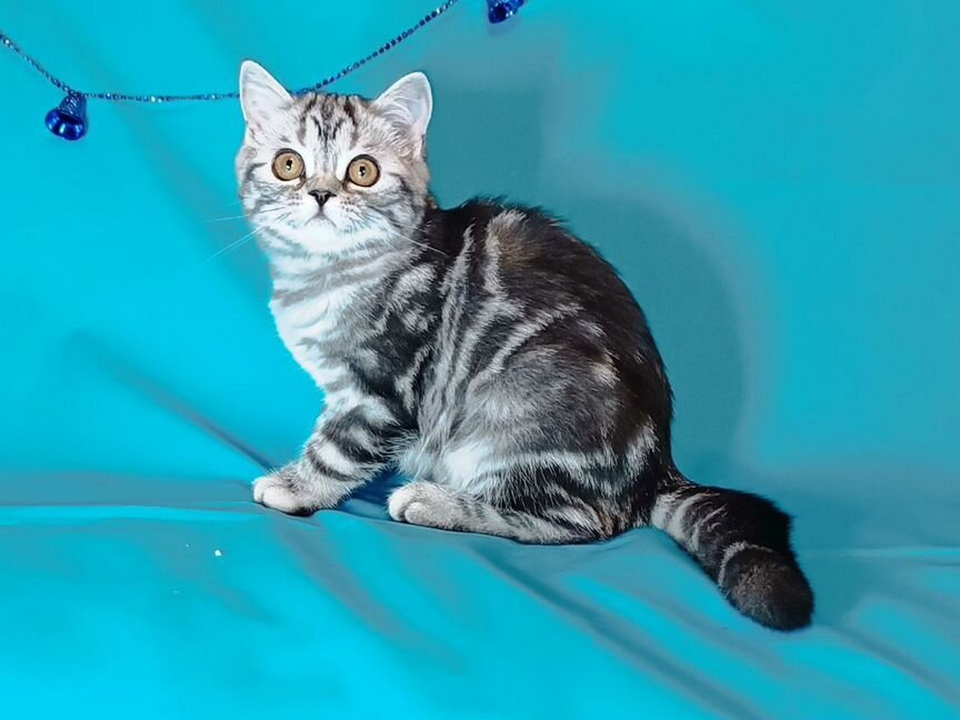 Котенок скотиш страйт