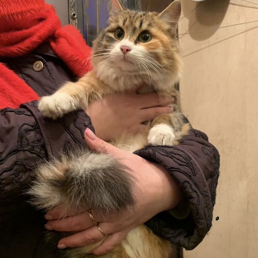 Кошка в добрые руки