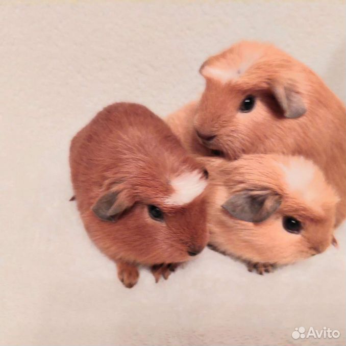 Мальчики породы американский крестед