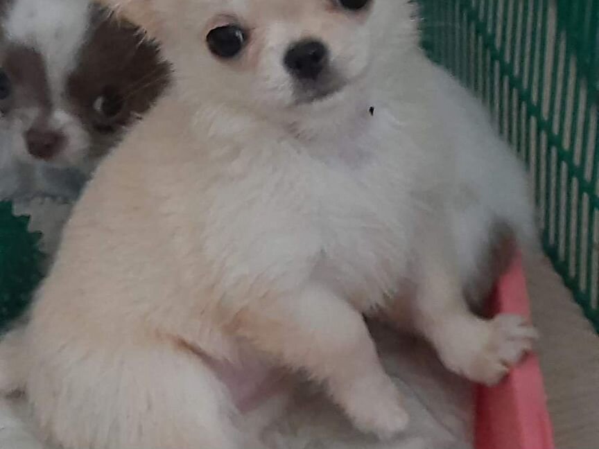 Милая девочка чихуахуа