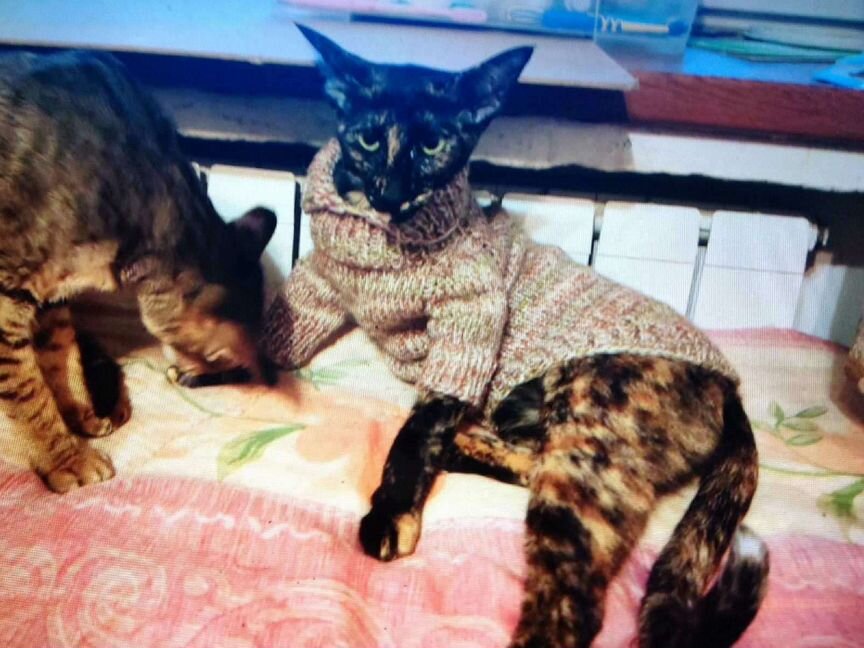 Вязаный свитер для сфинкса