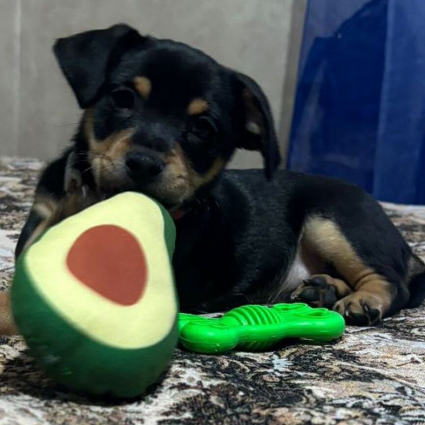 Русский той-терьер, щенок