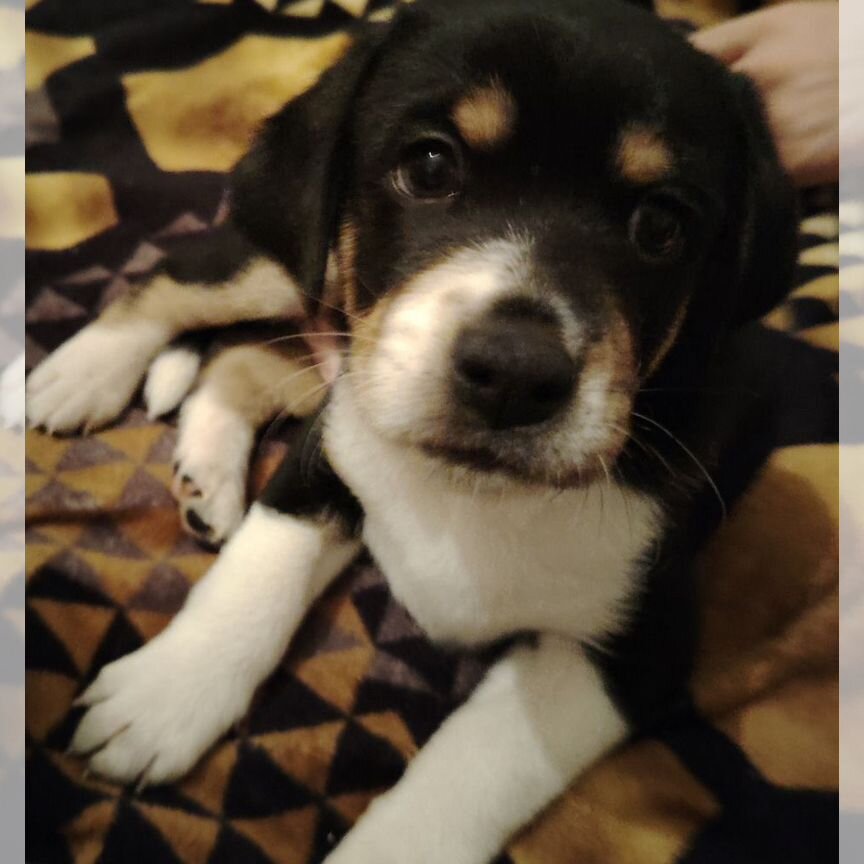 Лабрадор-ретривер, щенок