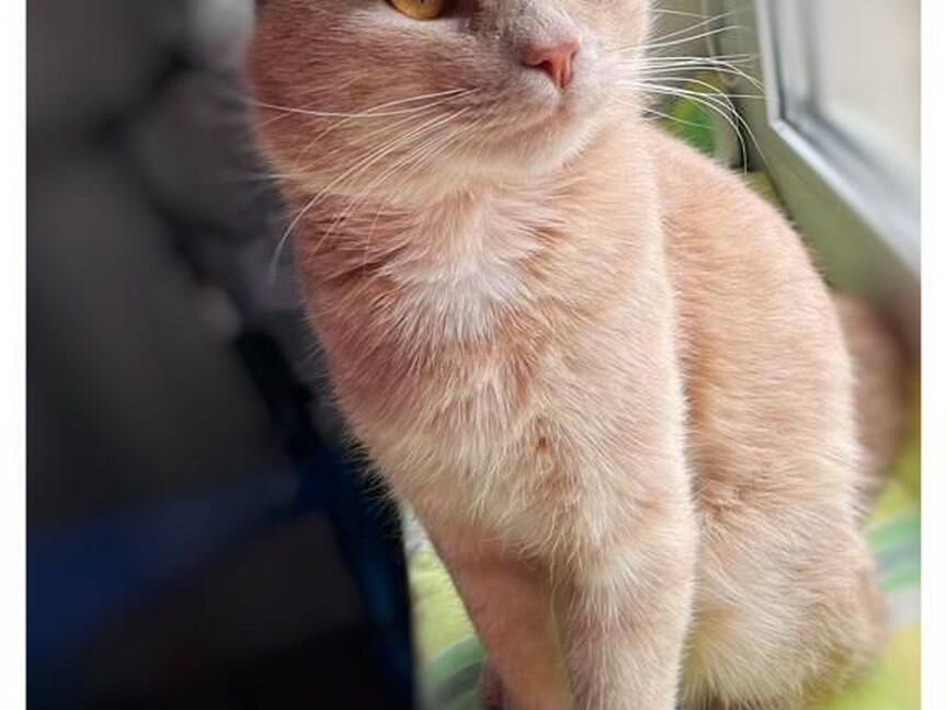 Котик ищет дом