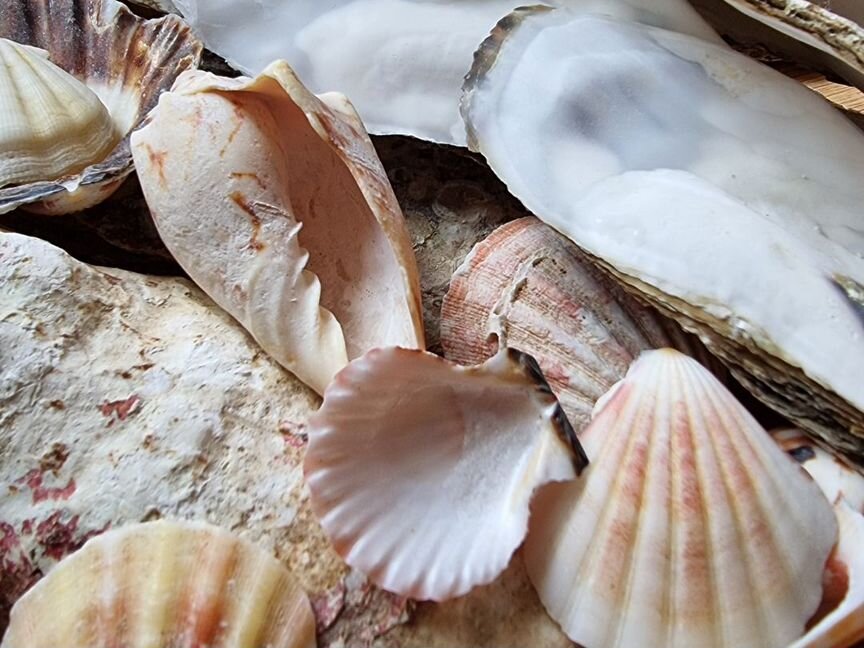 Морские ракушки раковины