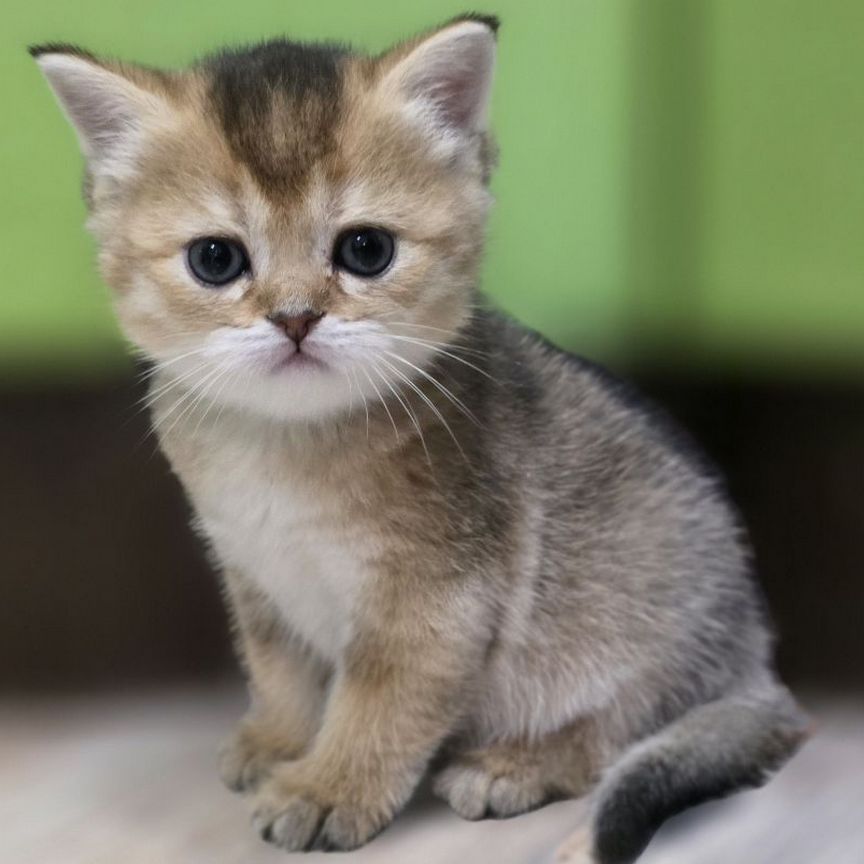 Шотландский прямоухий короткошёрстный котёнок