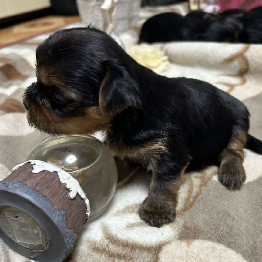 Йоркширский терьер, щенок