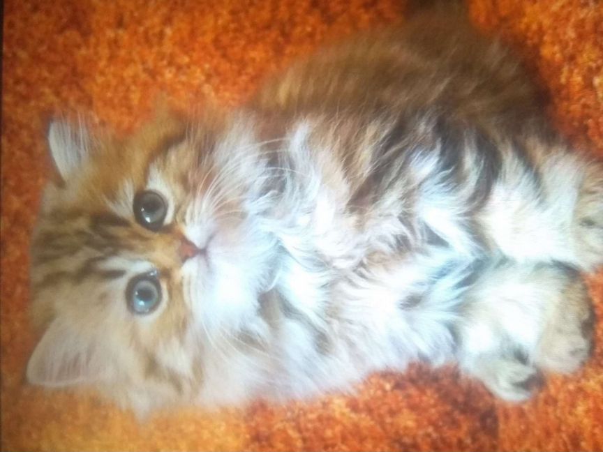 Кошка тигра золотая