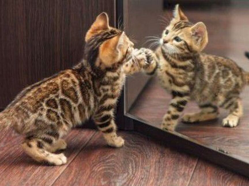 Бенгальские котята