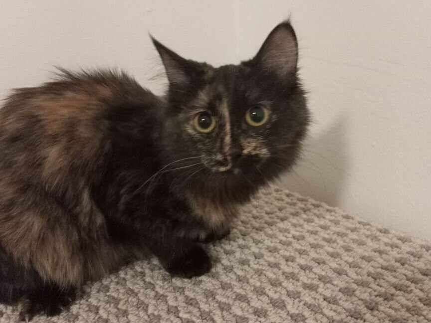 Котёнок турецкая ангорка