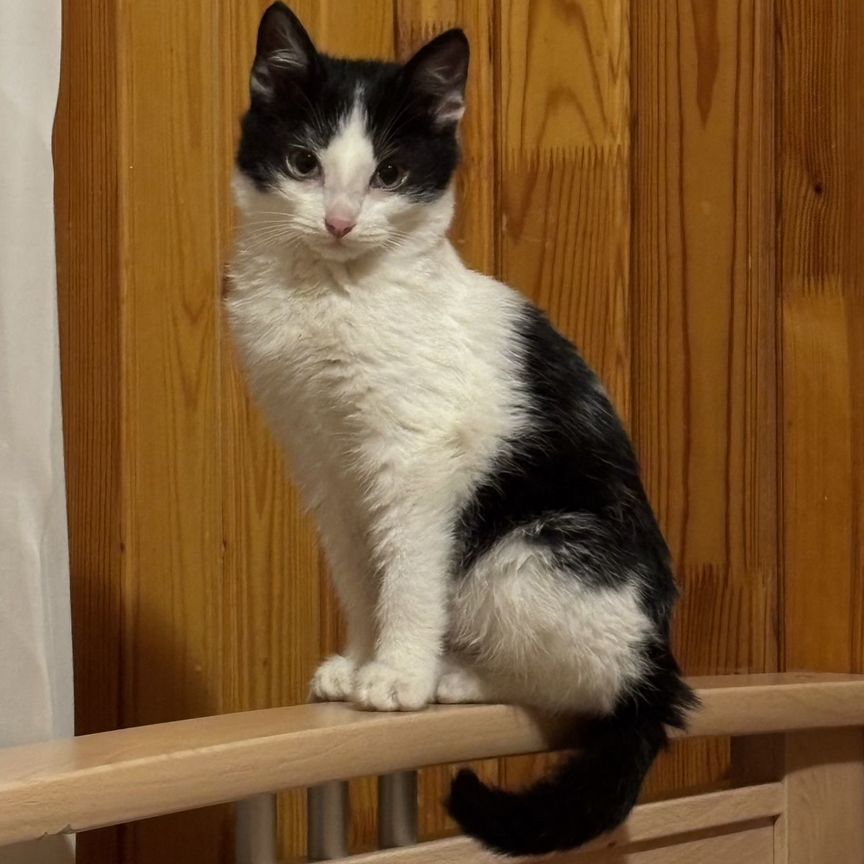 Котёнок в добрые руки