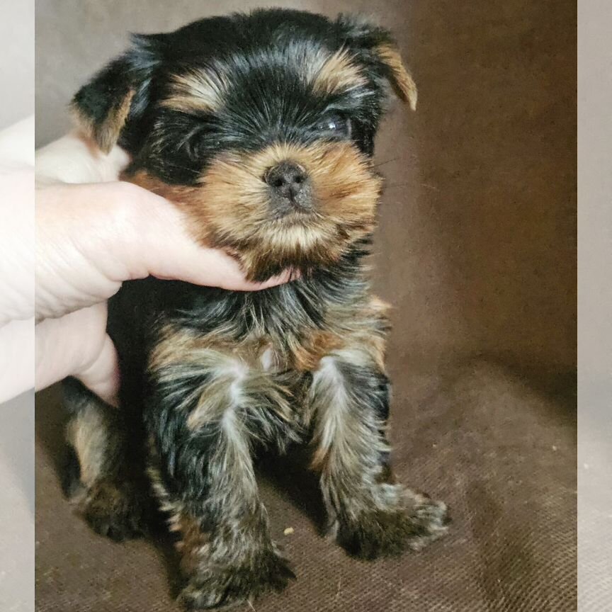 Девочка йорка