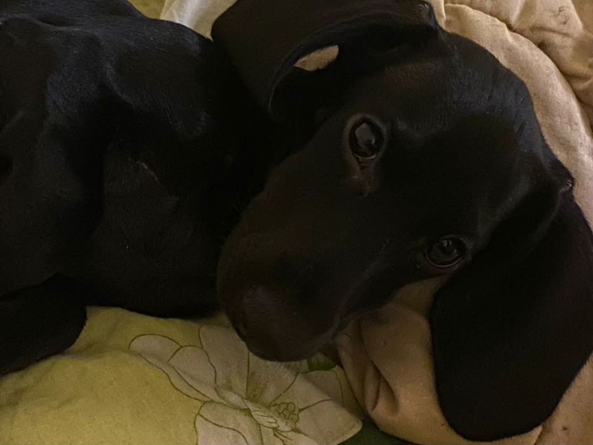 Отдам в добрые руки