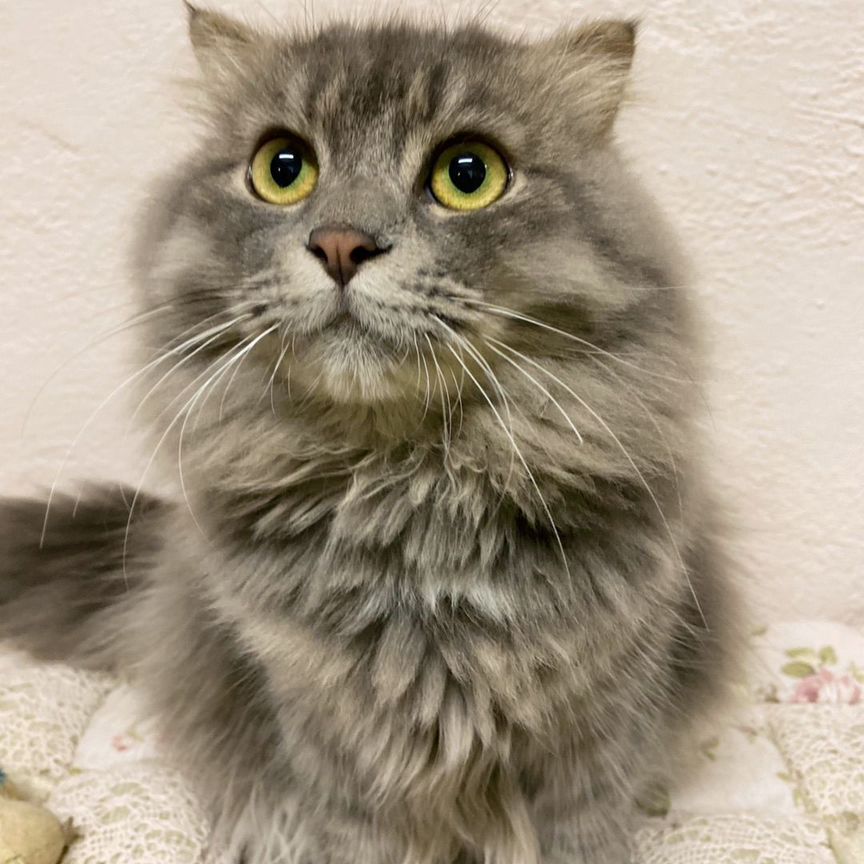 Котик Мартин