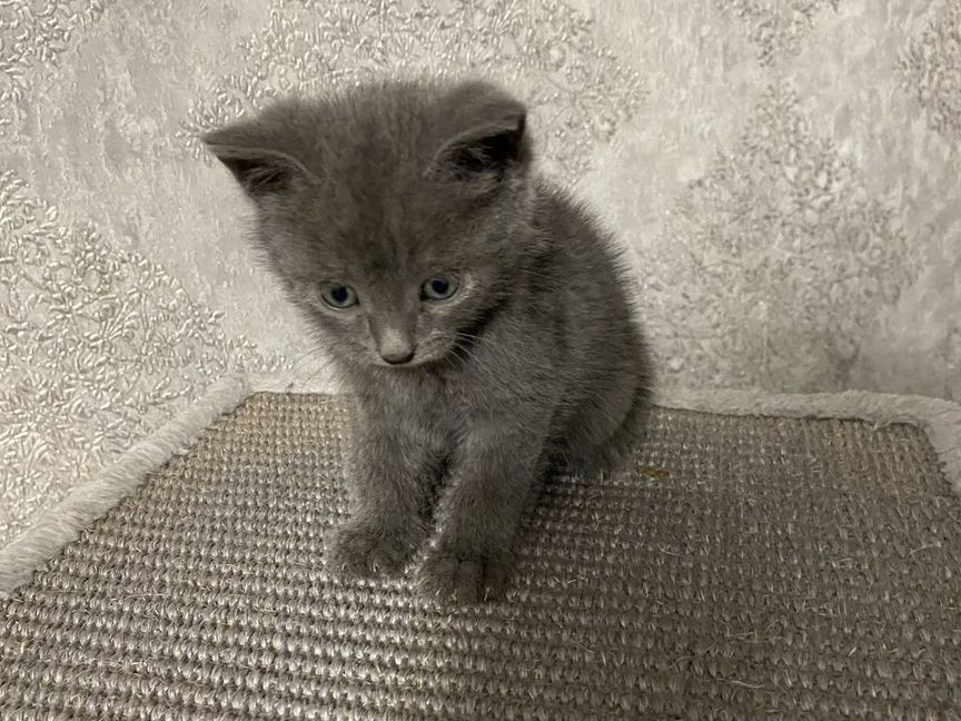 Дымчатый котенок мальчик