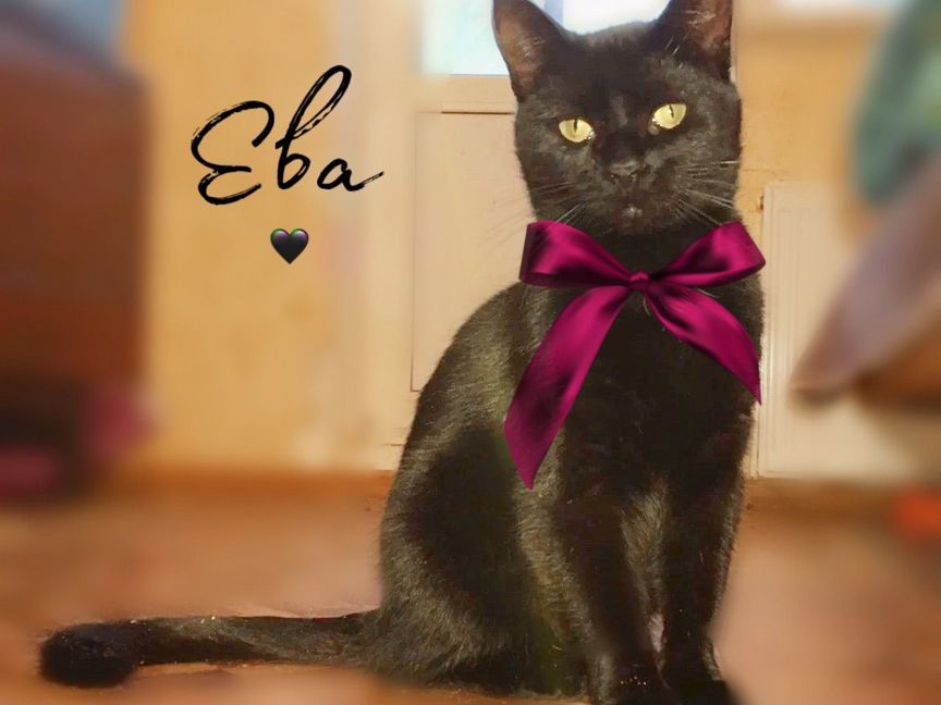 Кошечка Ева