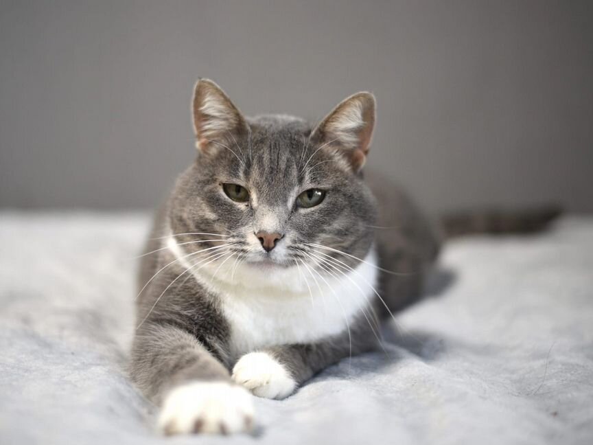 Отдам бесплатно котика