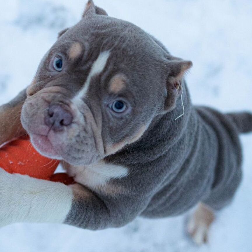 Американский булли покет лиловый триколор