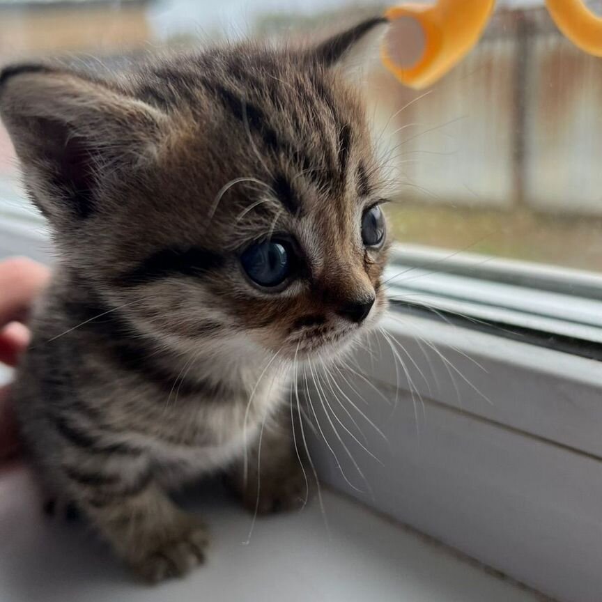 Британский короткошёрстный котёнок