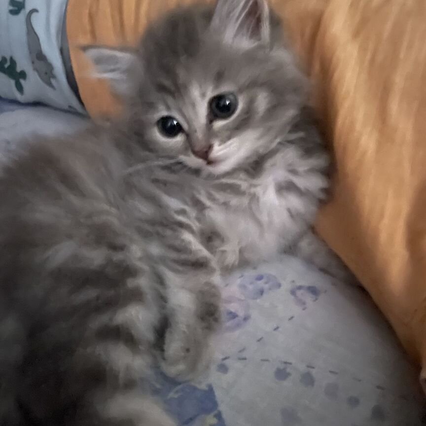 Котята