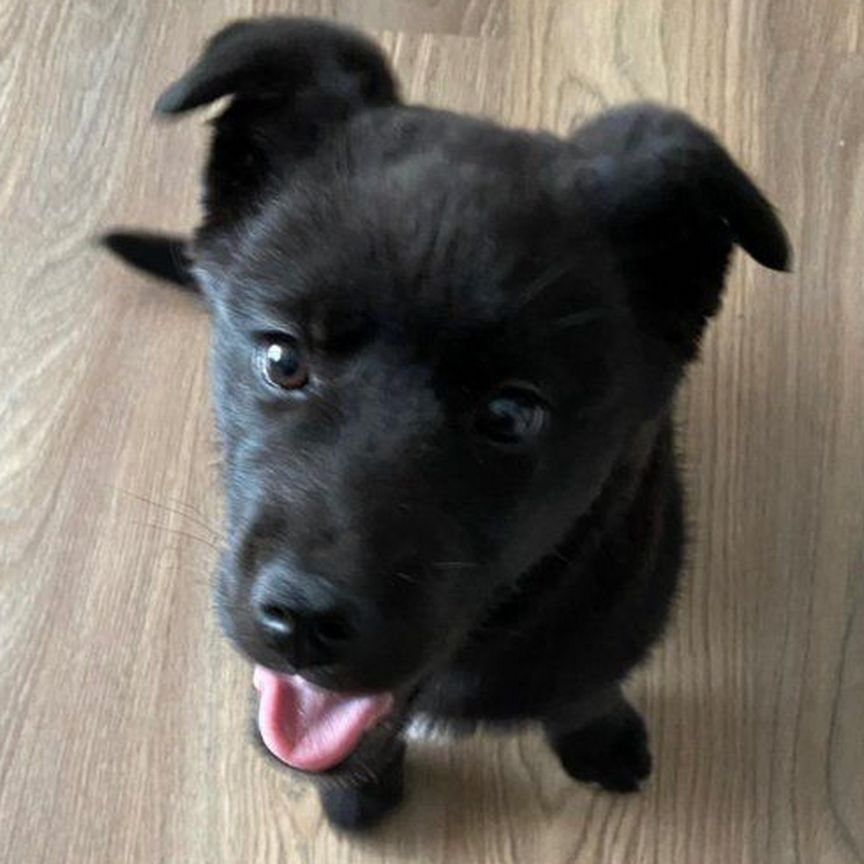 Лабрадор-ретривер, щенок