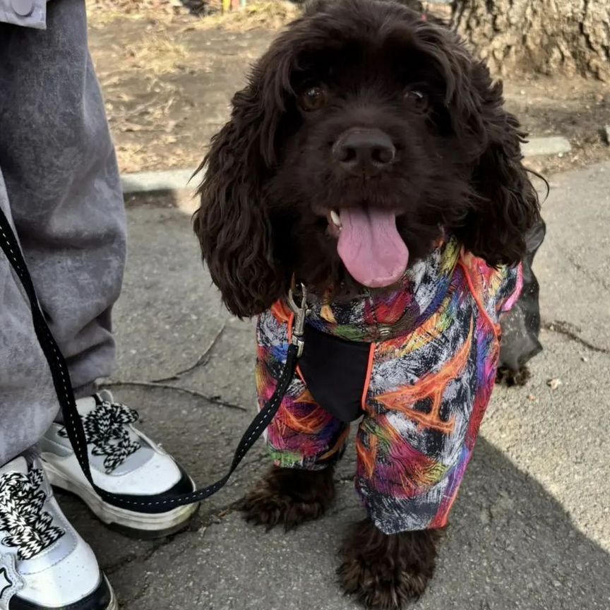 Американский кокер-спаниель, взрослая собака