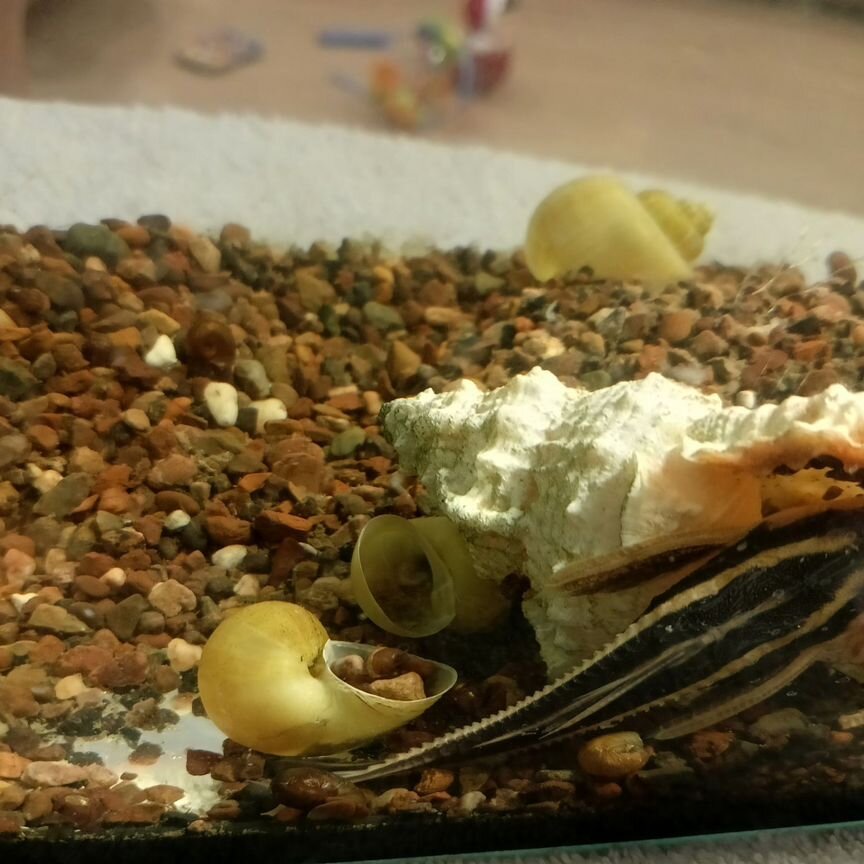 Сом