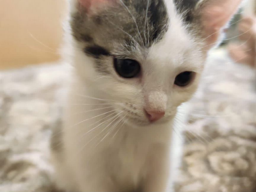 Котенок белый ищет дом