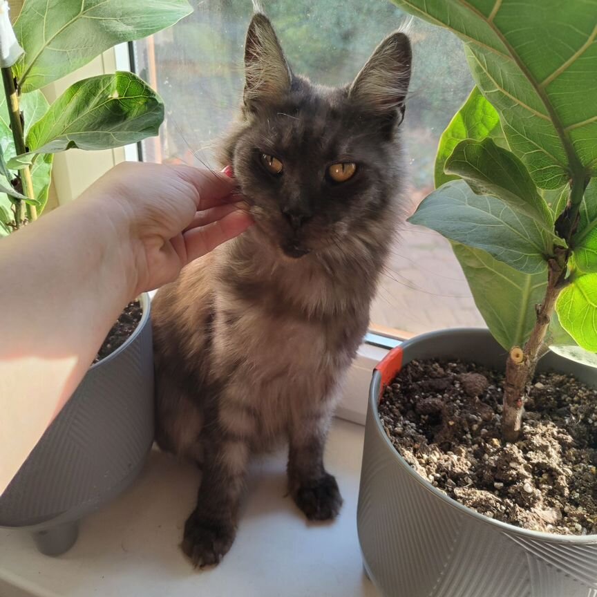 Кошка Мейнкун