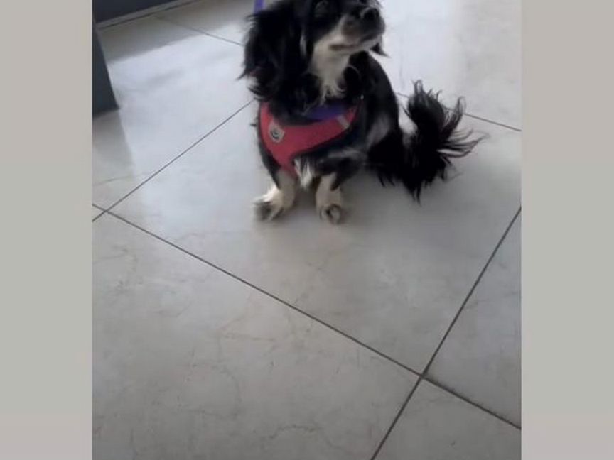 Собака маленькая порода